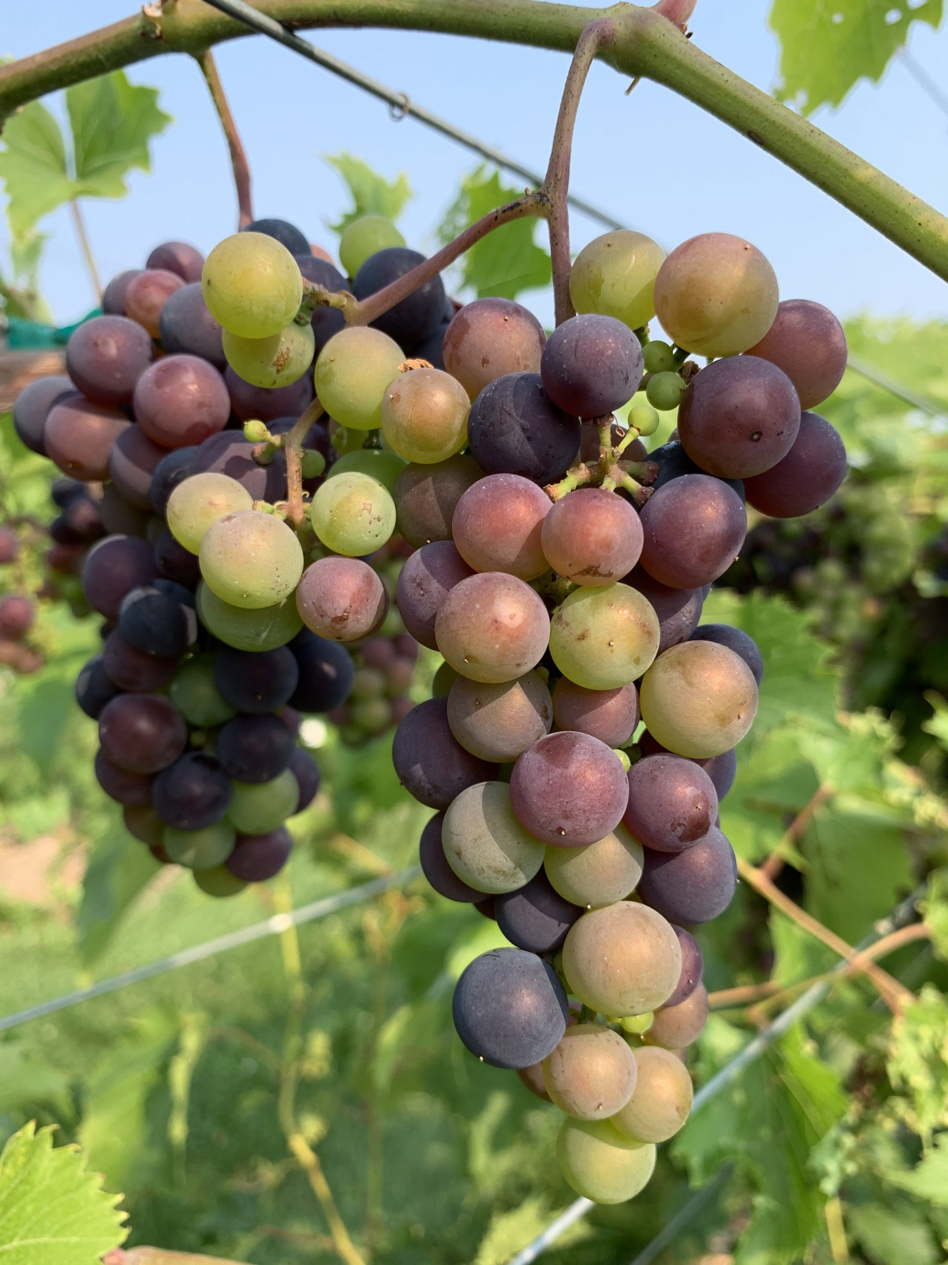 Cold Climate Grape Cultivar Developmental Stages August 4, 2021 ...