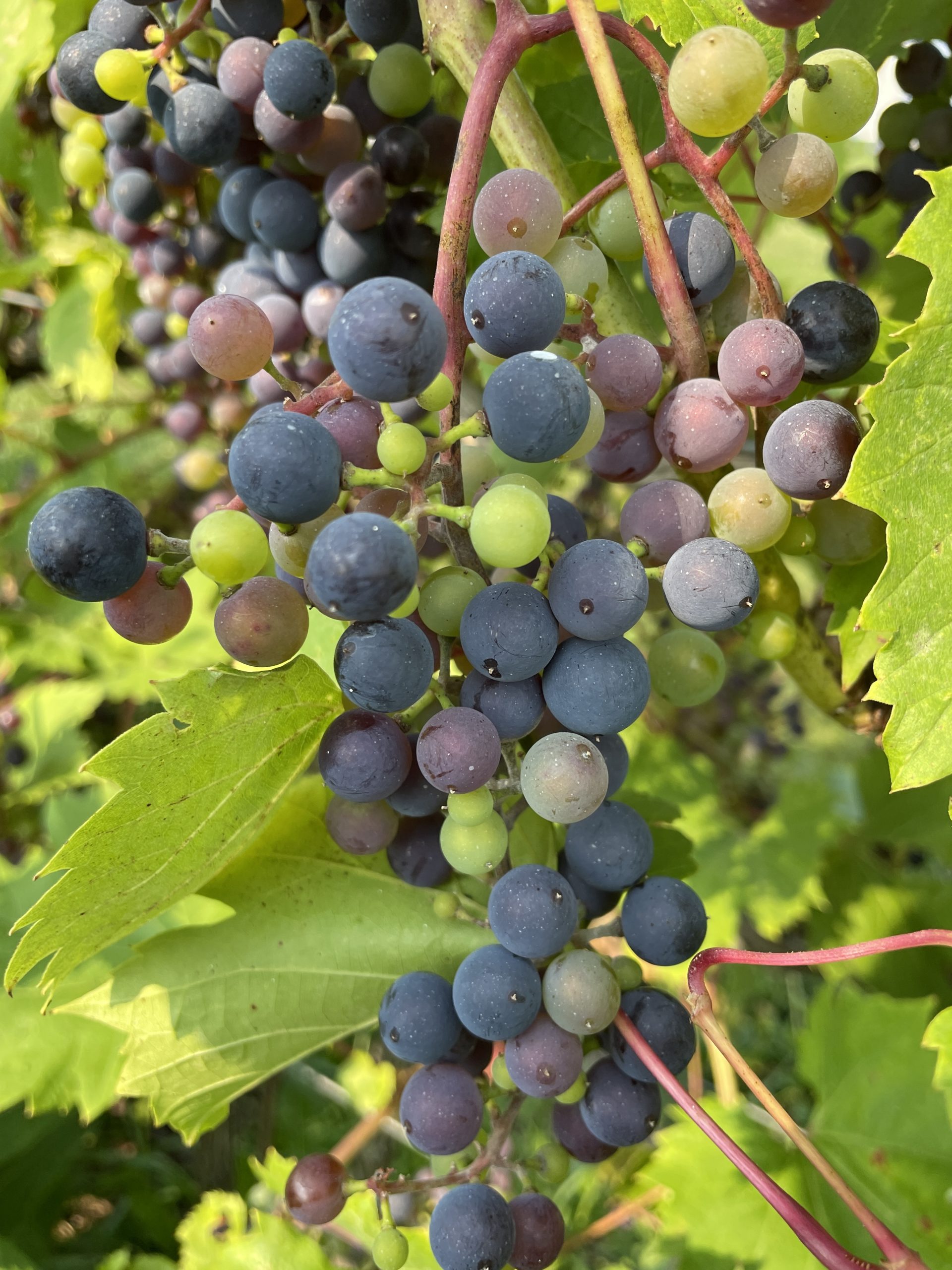 Cold Climate Grape Cultivar Developmental Stages August 4, 2021 ...