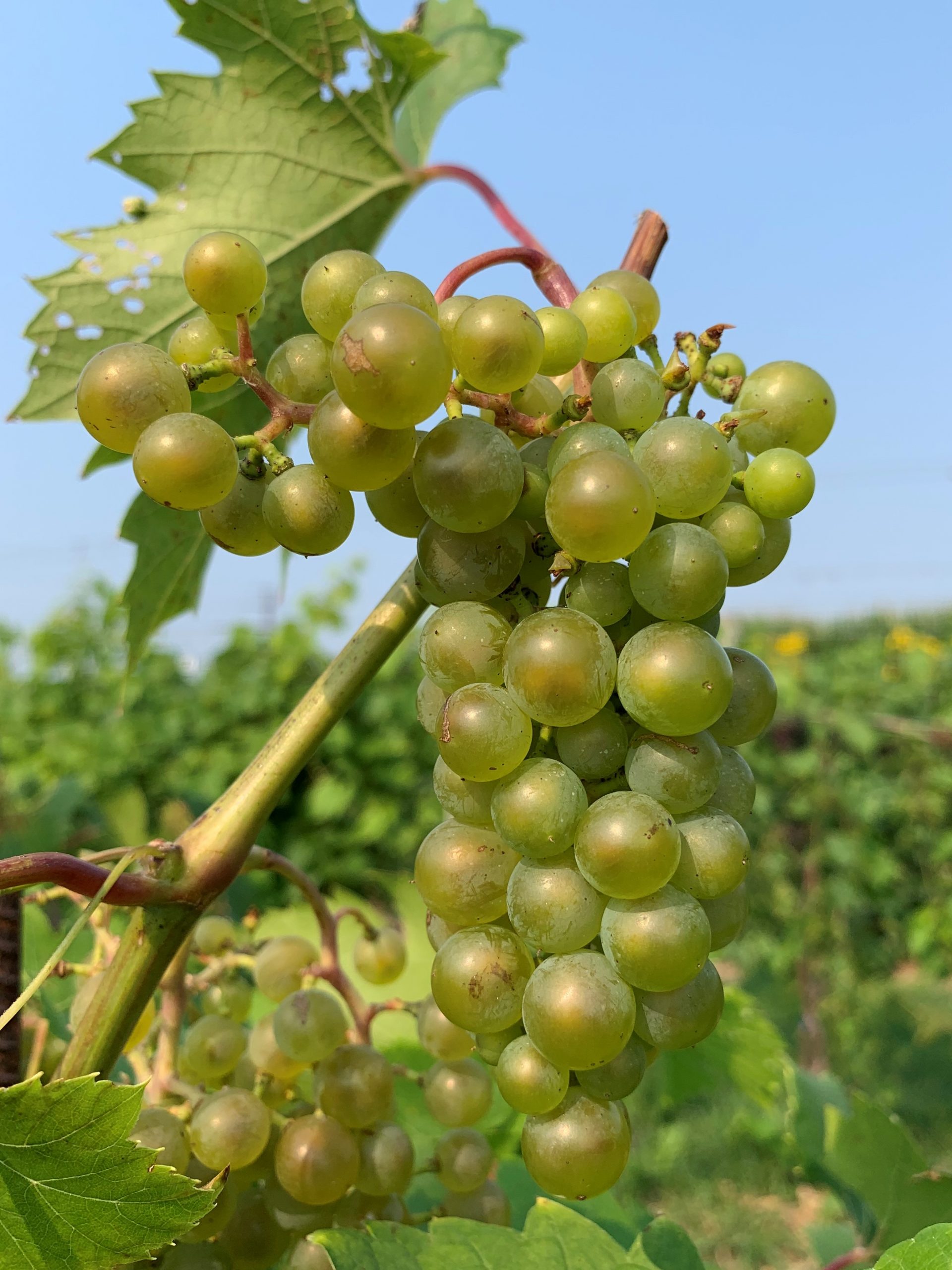 Cold Climate Grape Cultivar Developmental Stages August 4, 2021 ...