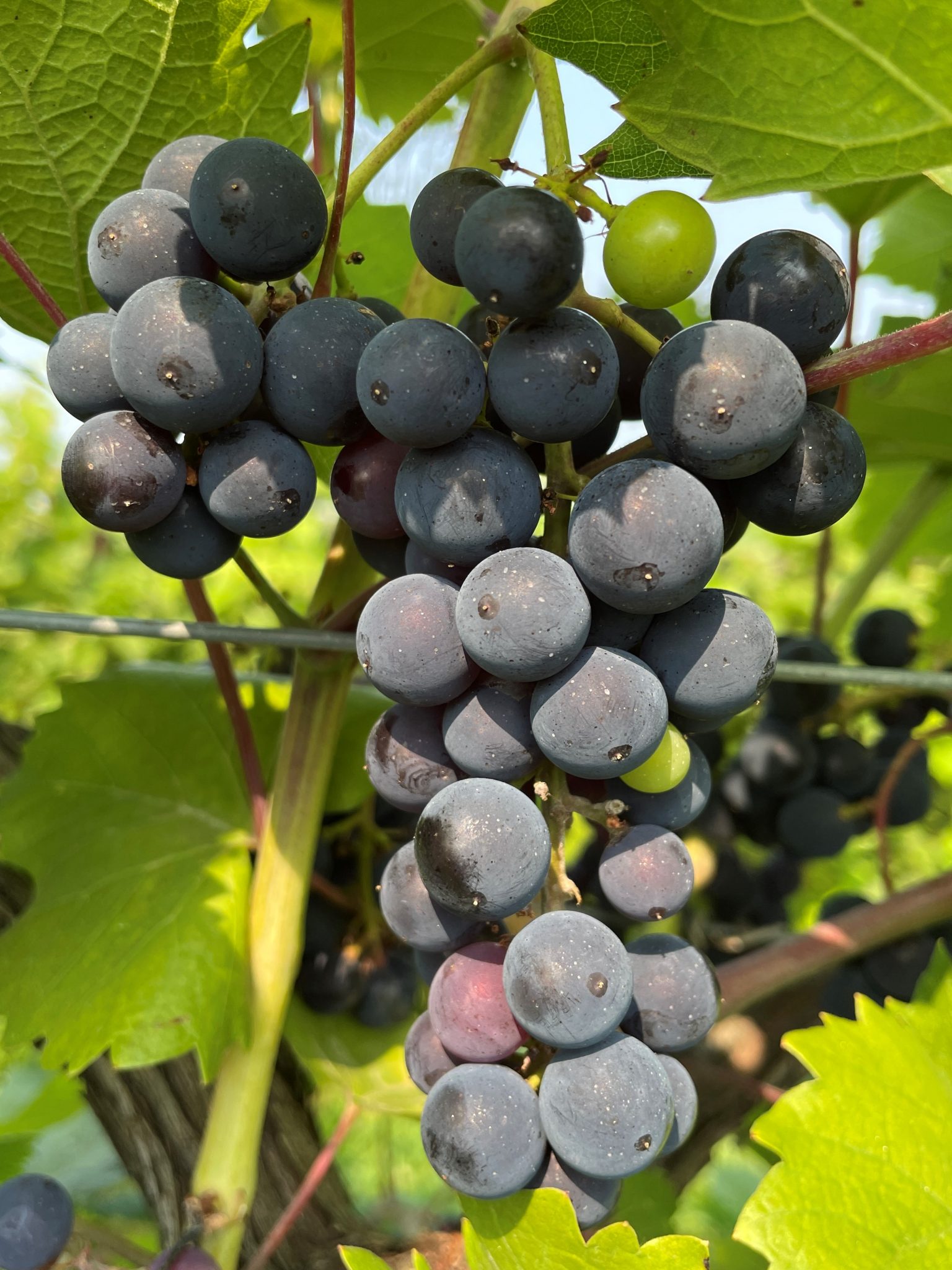 Cold Climate Grape Cultivar Developmental Stages August 4, 2021 ...