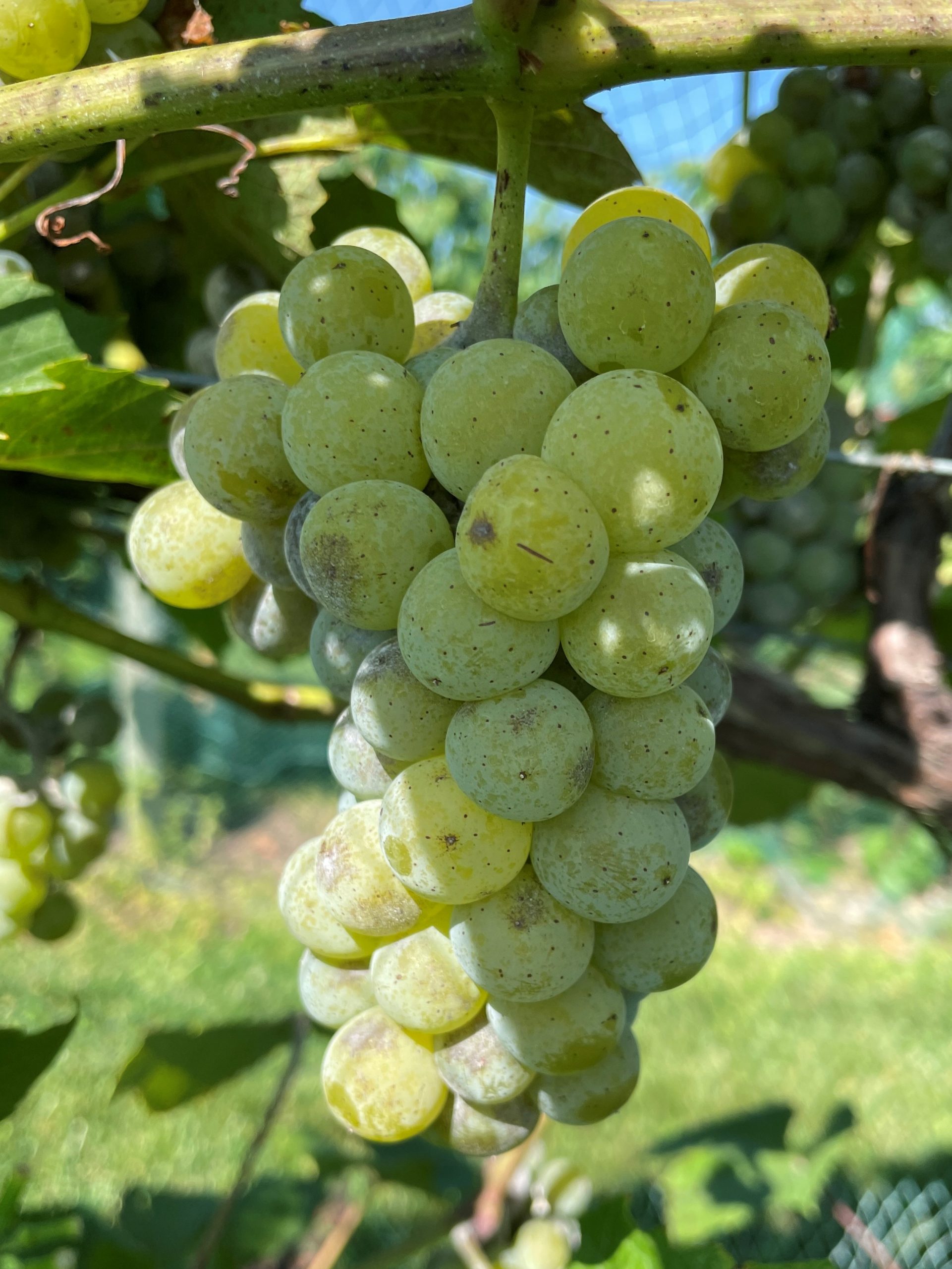 Cold Climate Grape Cultivar Developmental Stages August 18, 2021 ...