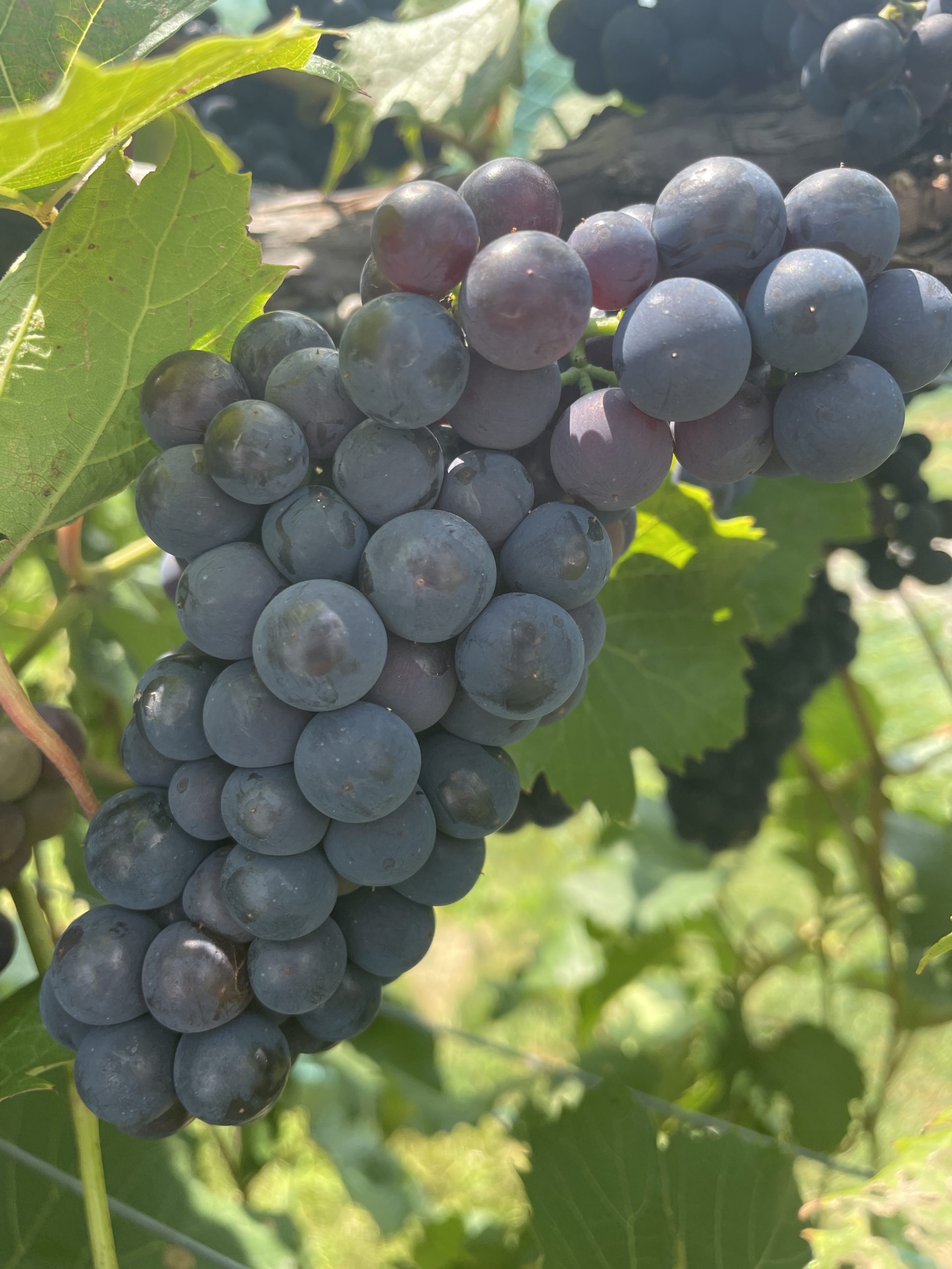 Cold Climate Grape Cultivar Developmental Stages August 18, 2021 ...