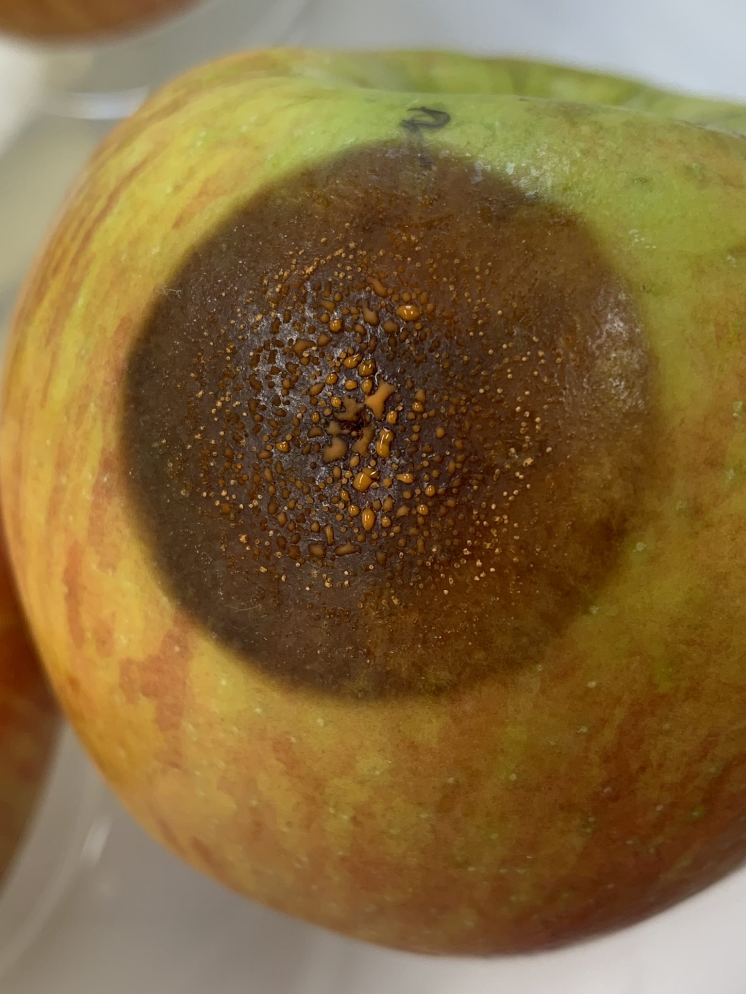 Apple Summer Rots and Sooty Blotch & Flyspeck – Wisconsin Fruit