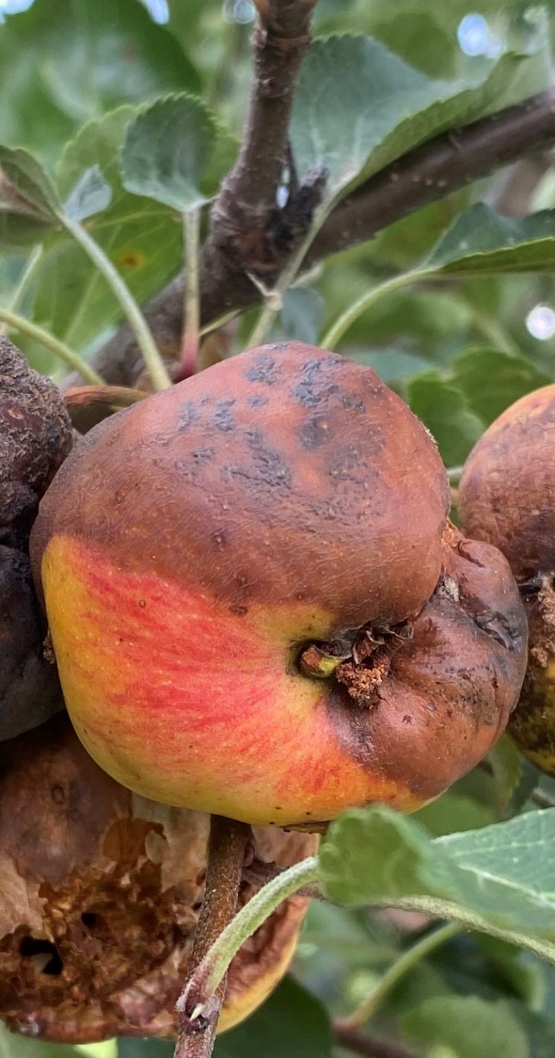 Apple Summer Rots and Sooty Blotch & Flyspeck – Wisconsin Fruit