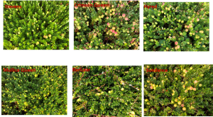 Updates presented on Crancam – phenotyping cranberry genotype - Fruit ...