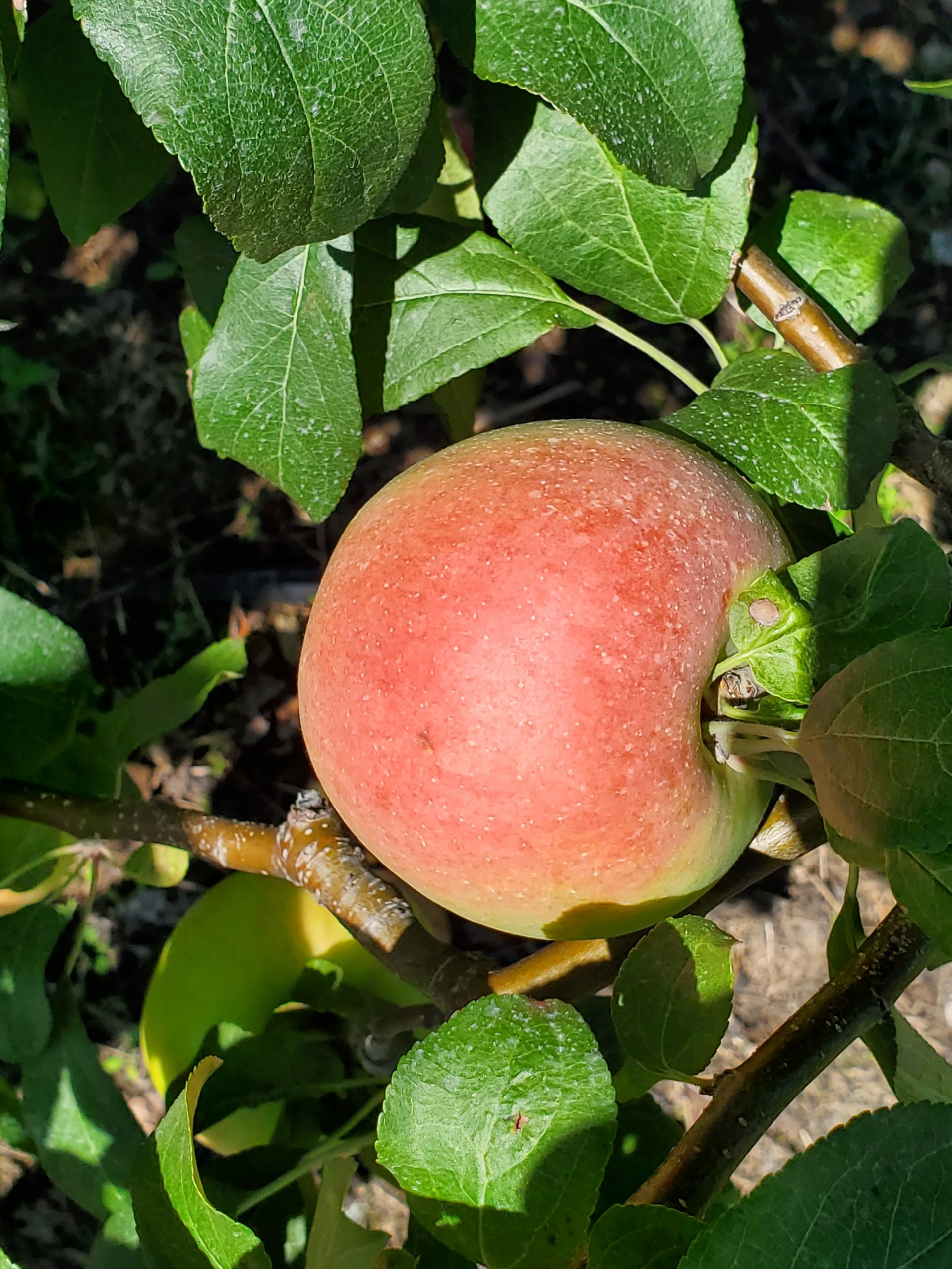 PARS Phenology Report August 18, 2021 – Wisconsin Fruit