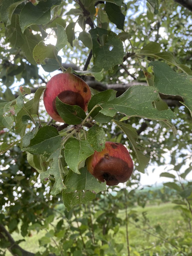 Apple Summer Rots and Sooty Blotch & Flyspeck – Wisconsin Fruit