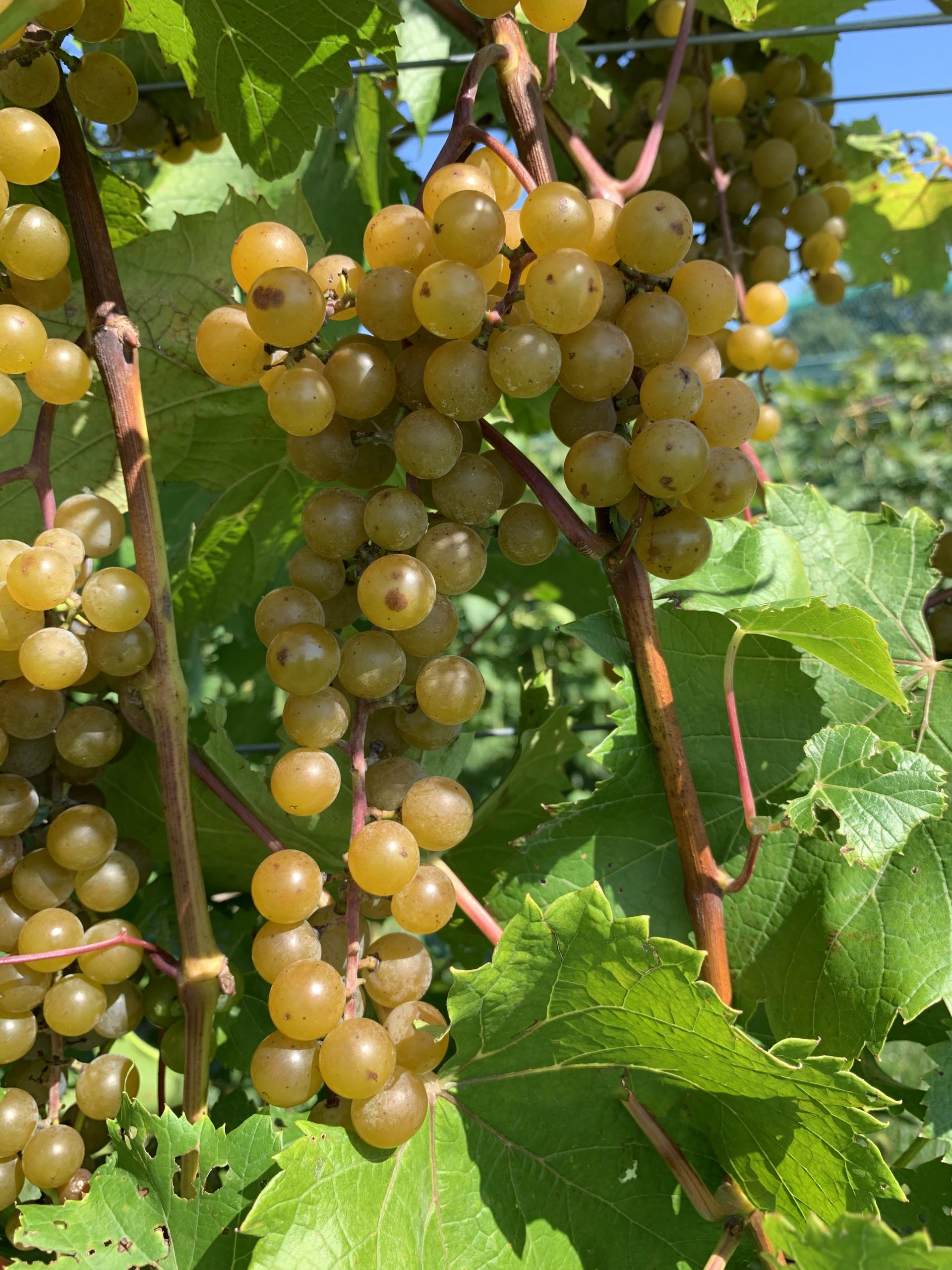 Cold Climate Grape Cultivar Developmental Stages September 2, 2021 ...