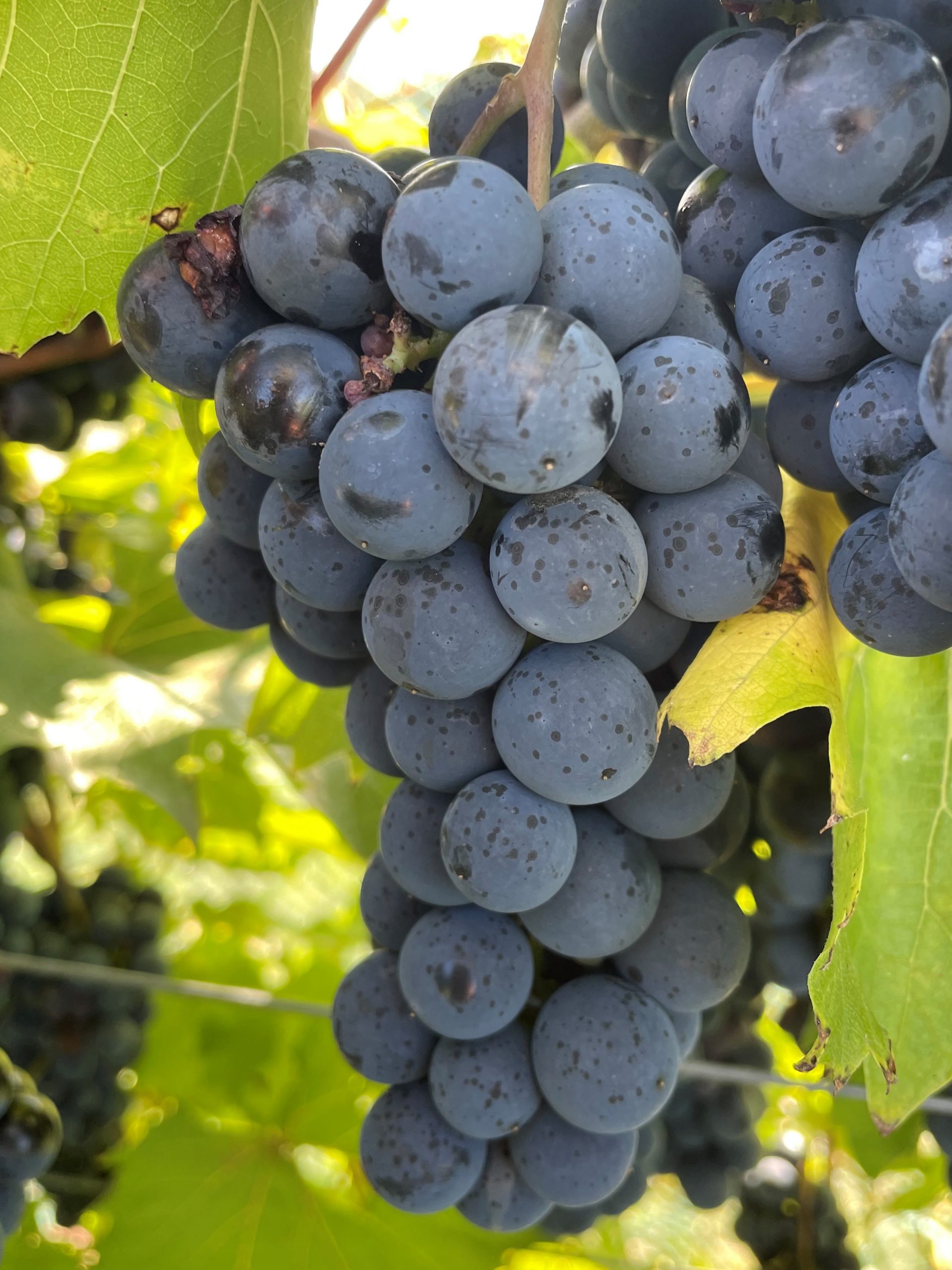 Cold Climate Grape Cultivar Developmental Stages September 15, 2021 ...
