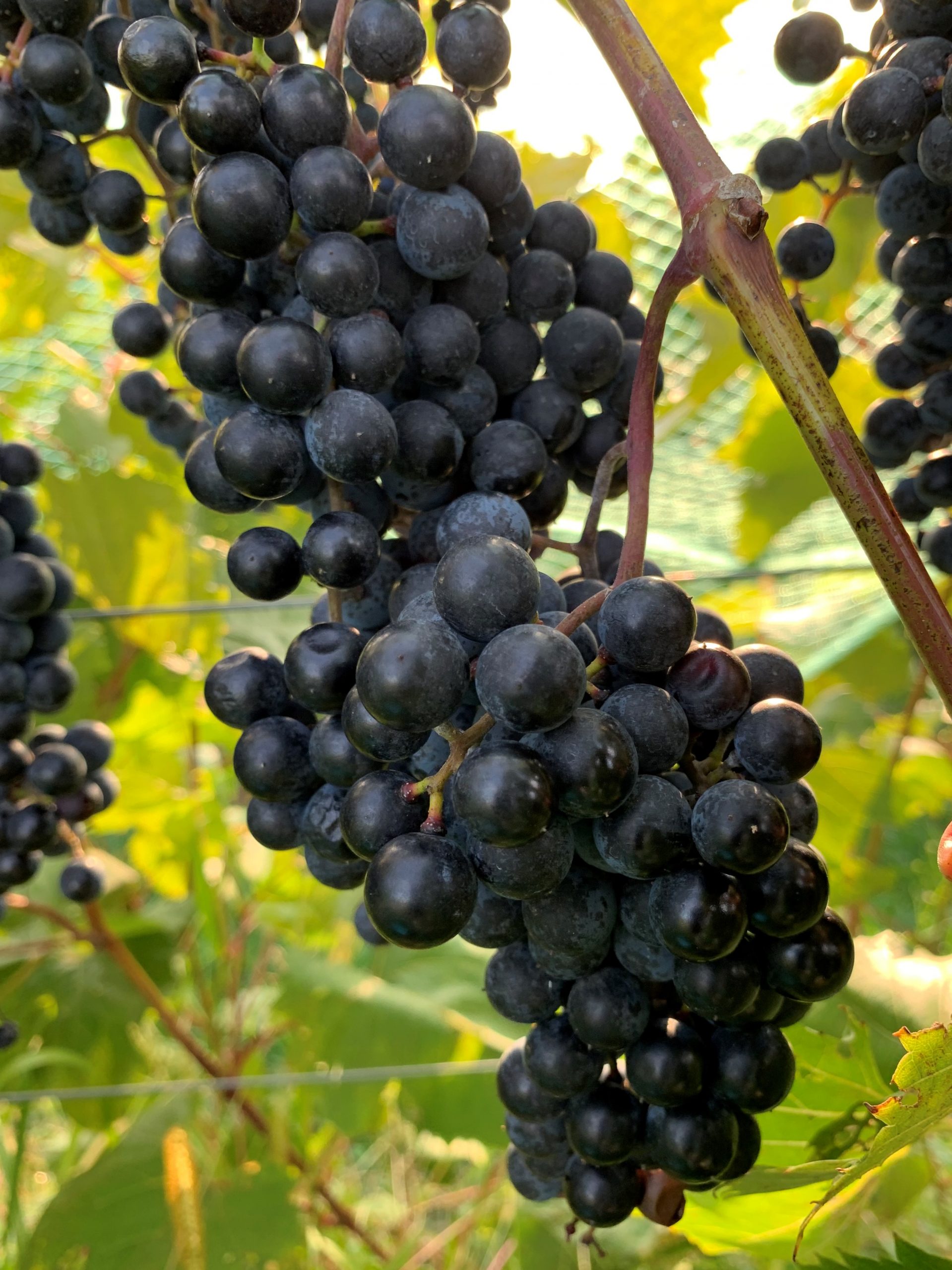 Cold Climate Grape Cultivar Developmental Stages September 15, 2021 ...