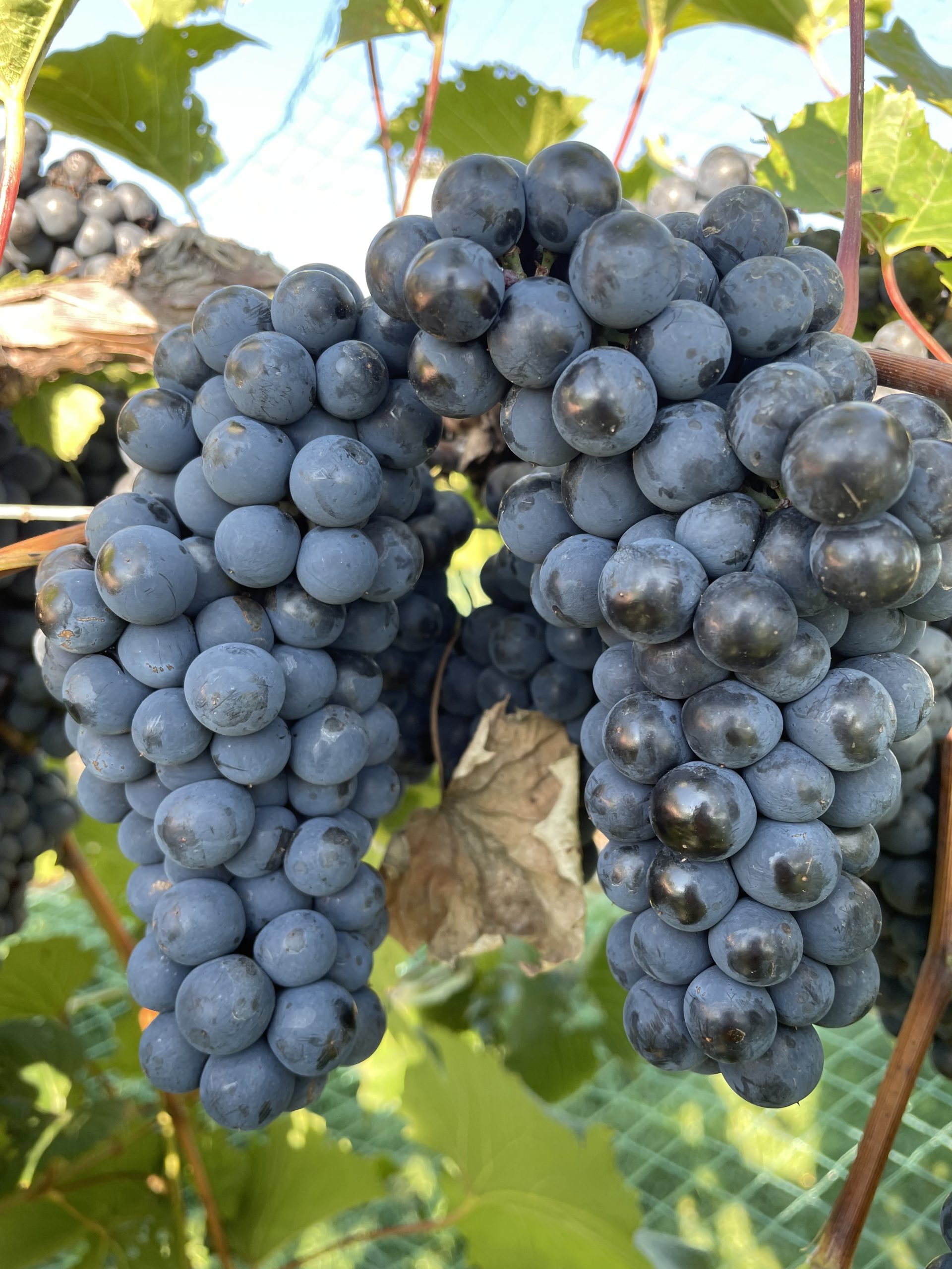 Cold Climate Grape Cultivar Developmental Stages September 15, 2021 ...