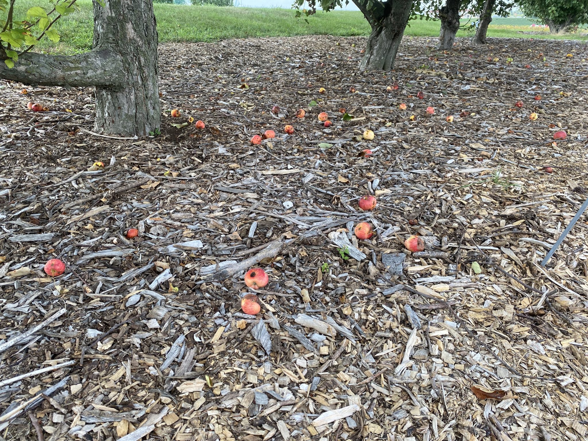 Post Harvest Disease Management In The Vineyard And The Orchard post-harvest-disease-management-in-the-vineyard-and-the-orchard