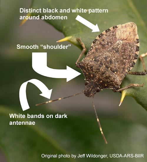 Update on Brown Marmorated Stink Bug April 18, 2016 – Wisconsin Fruit