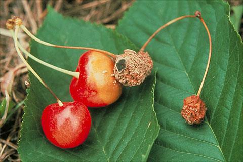 Special Indar 2F Fungicide Label Approved on Certain Stone Fruits – Wisconsin Fruit