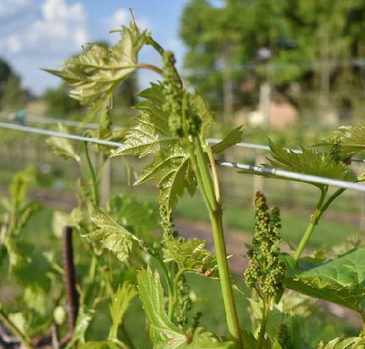 Wine and Table Grape Developmental Stages – Wisconsin Fruit