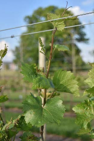 Wine and Table Grape Developmental Stages – Wisconsin Fruit