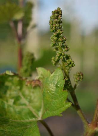 Wine and Table Grape Developmental Stages – Wisconsin Fruit