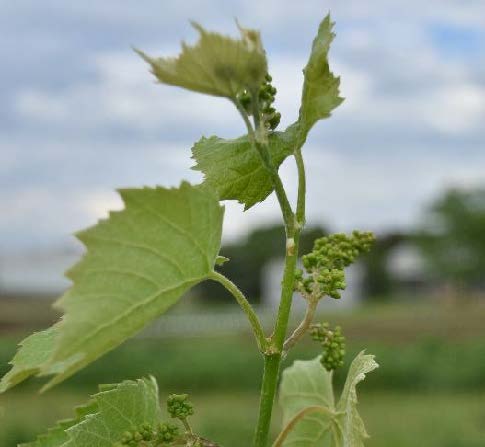 Wine and Table Grape Developmental Stages – Wisconsin Fruit