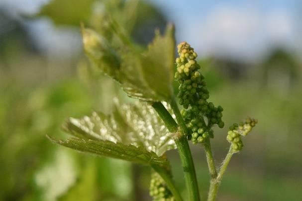 Wine and Table Grape Developmental Stages – Wisconsin Fruit