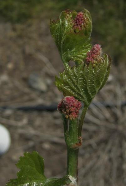 Wine and Table Grape Developmental Stages – Wisconsin Fruit
