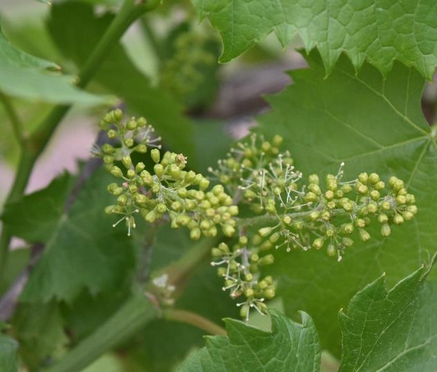 Wine and Table Grape Developmental Stages June 10, 2016 – Wisconsin Fruit