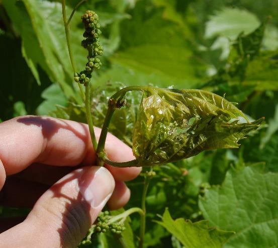 Grape Plume Moth – Wisconsin Fruit
