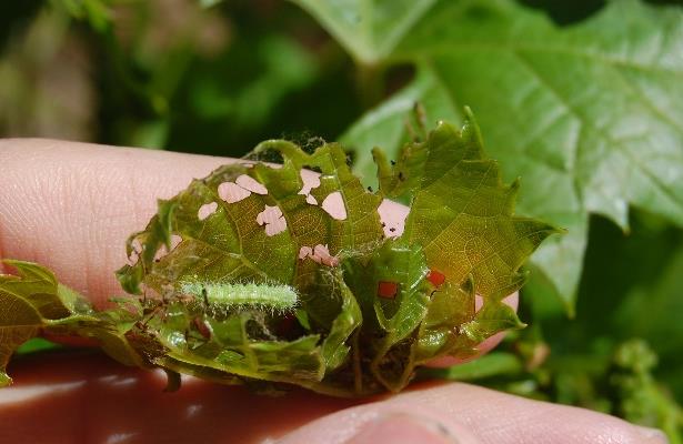 Grape Plume Moth – Wisconsin Fruit