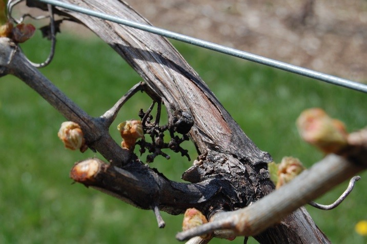 Black Rot Management in the Early Growing Season – Wisconsin Fruit