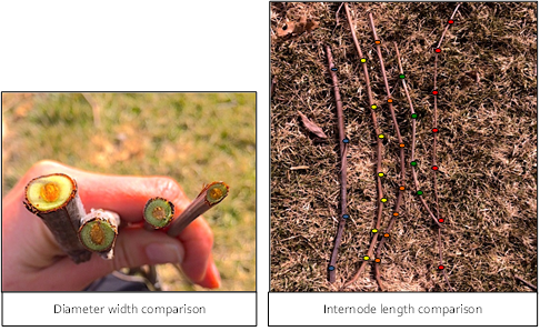 Establishing Cold Hardy Grapevines on Spur Pruned High Cordon System ...
