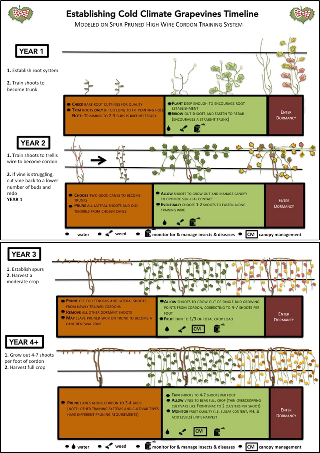 Establishing Cold Hardy Grapevines on Spur Pruned High Cordon System ...