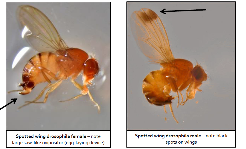 Survey Summary: Spotted Wing Drosophila Survey for WI Berry Growers ...