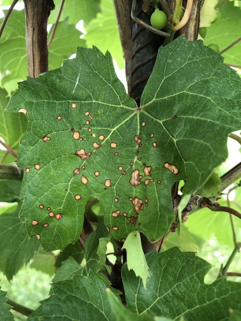 Vineyard Sanitation Reminders for the Dormant Season – Wisconsin Fruit