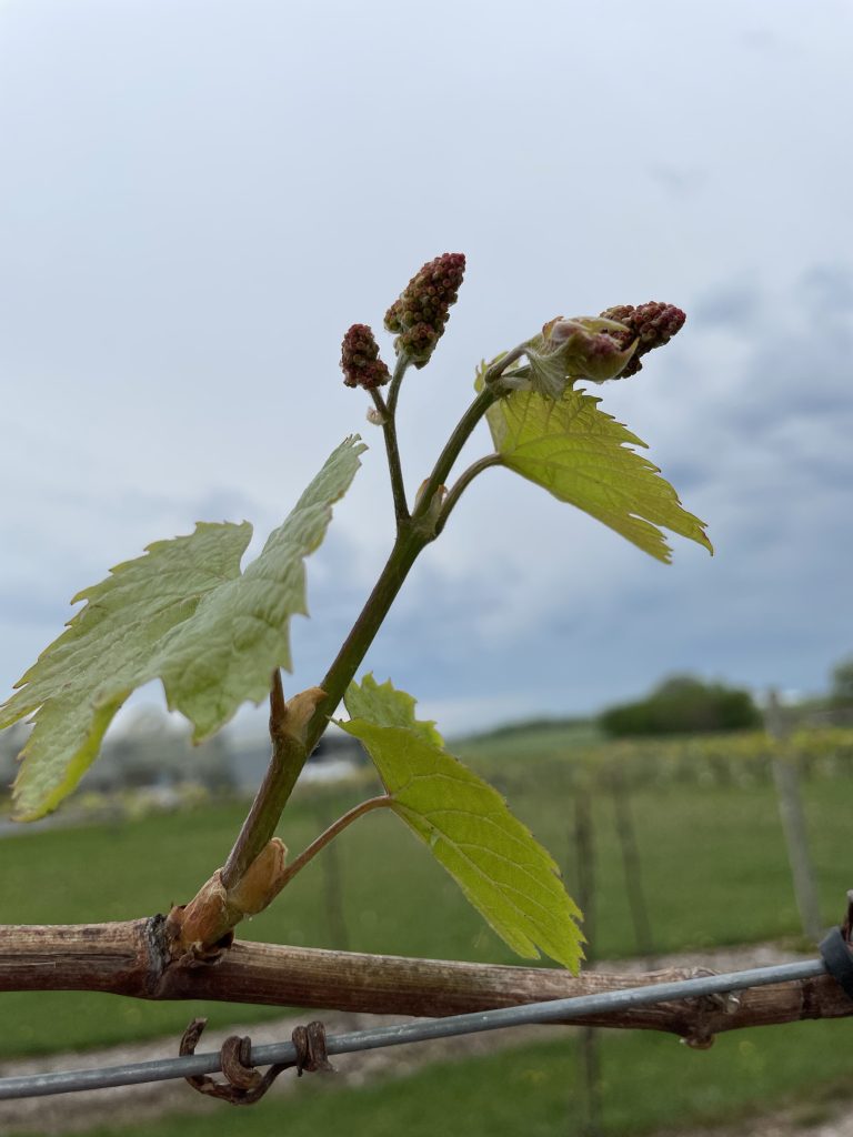 Early Season Vineyard Tasks – Wisconsin Fruit