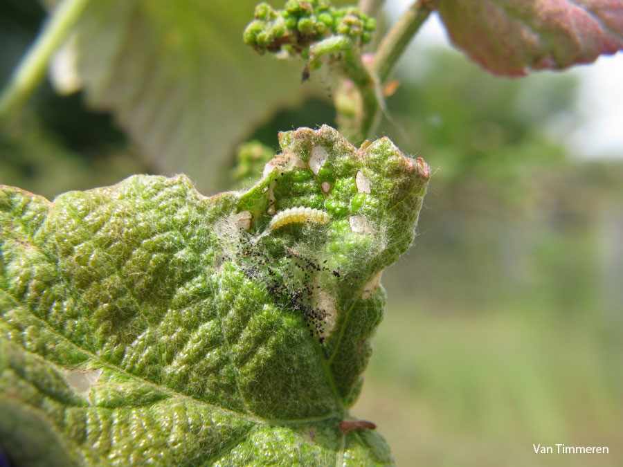 Grape Plume Moth – Wisconsin Fruit