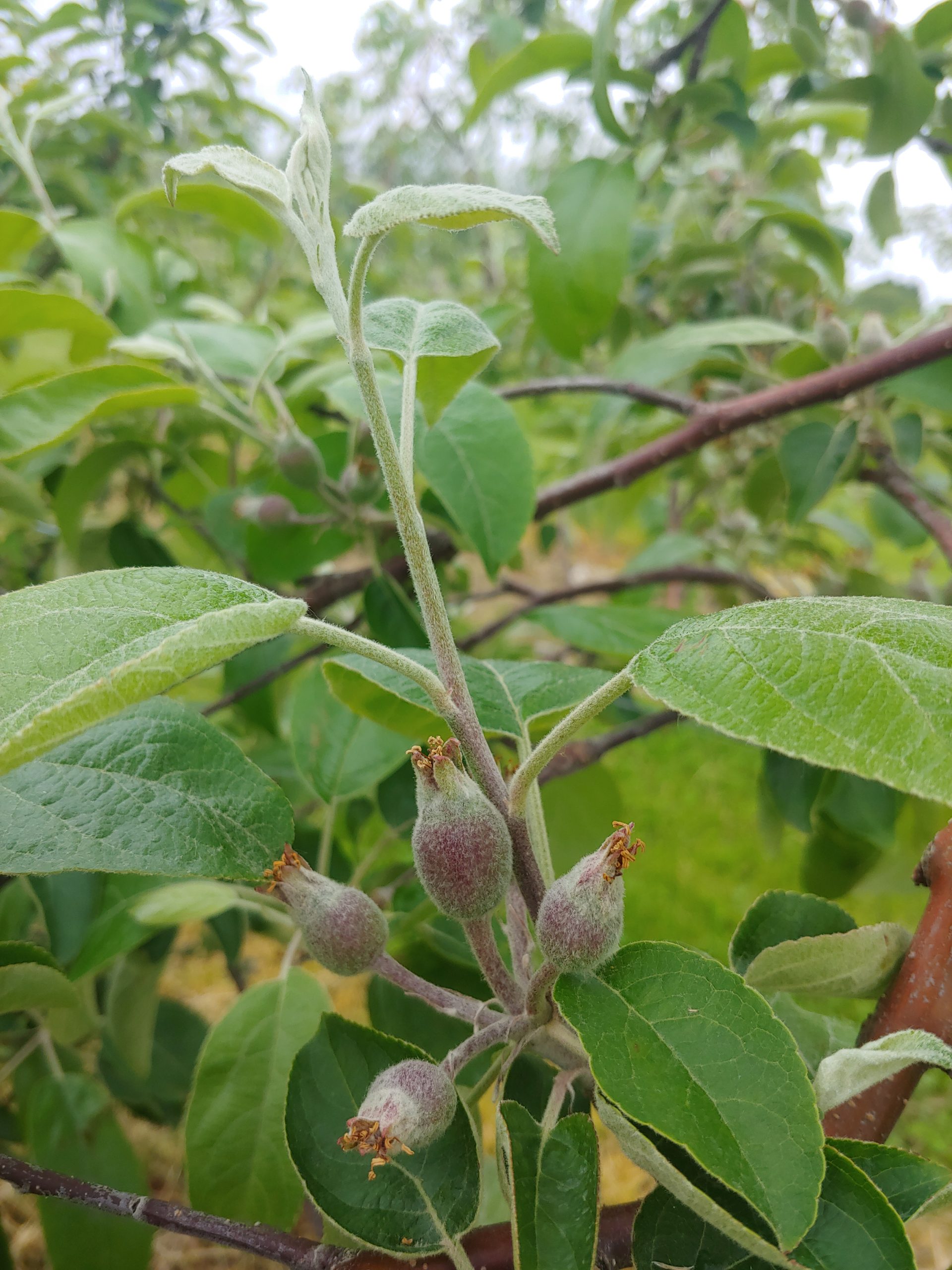 PARS Phenology Report June 14, 2022 – Wisconsin Fruit