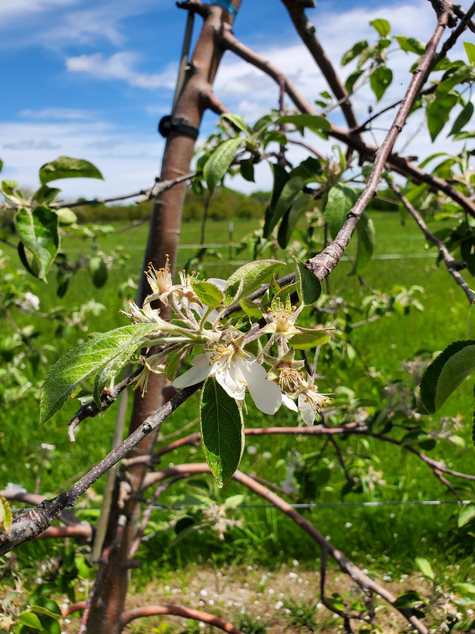 PARS Phenology Report June 2, 2022 – Wisconsin Fruit