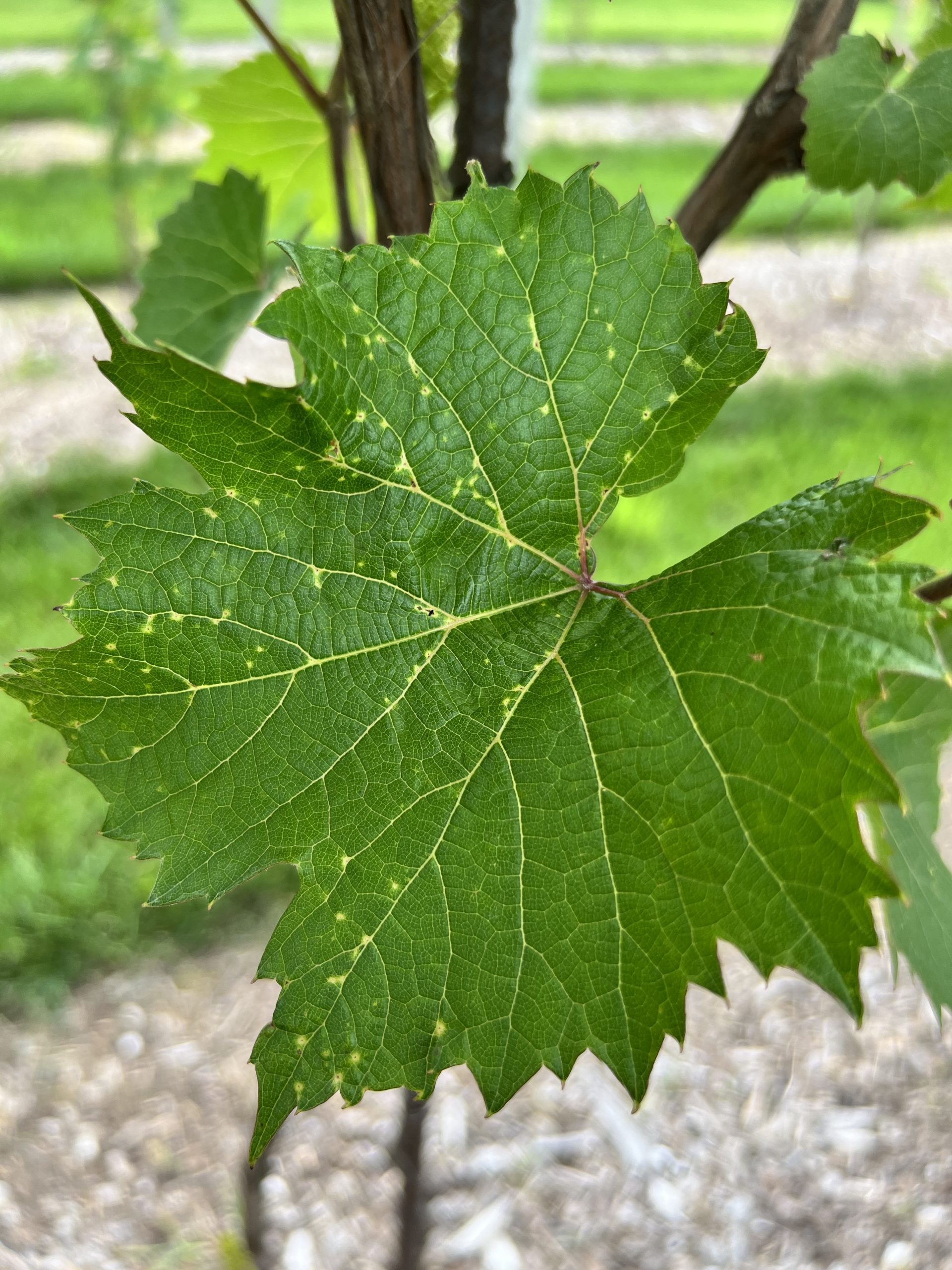 Current Trends in the Vineyard: Phomopsis – Wisconsin Fruit