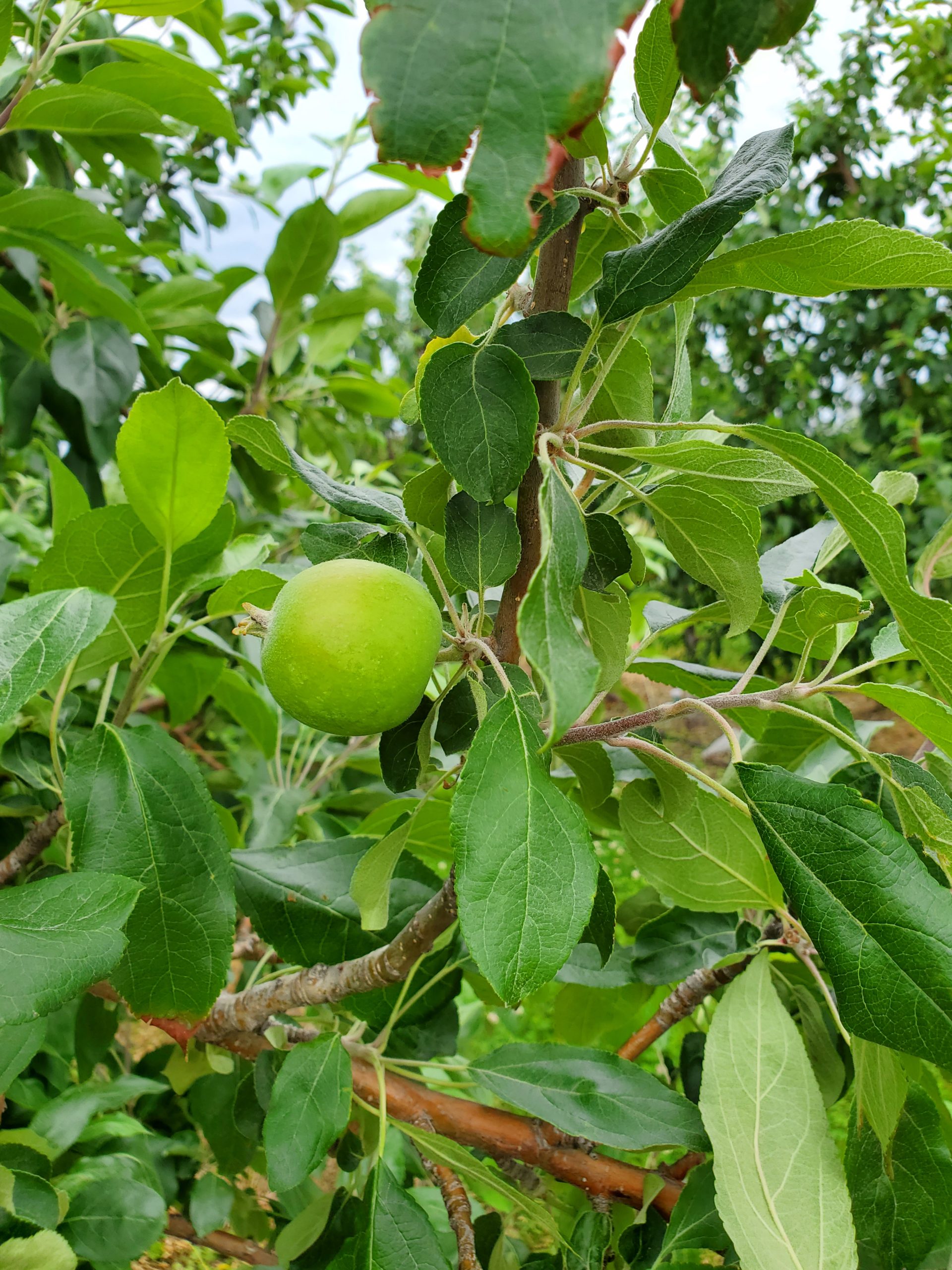 PARS Phenology Report June 29, 2022 – Wisconsin Fruit