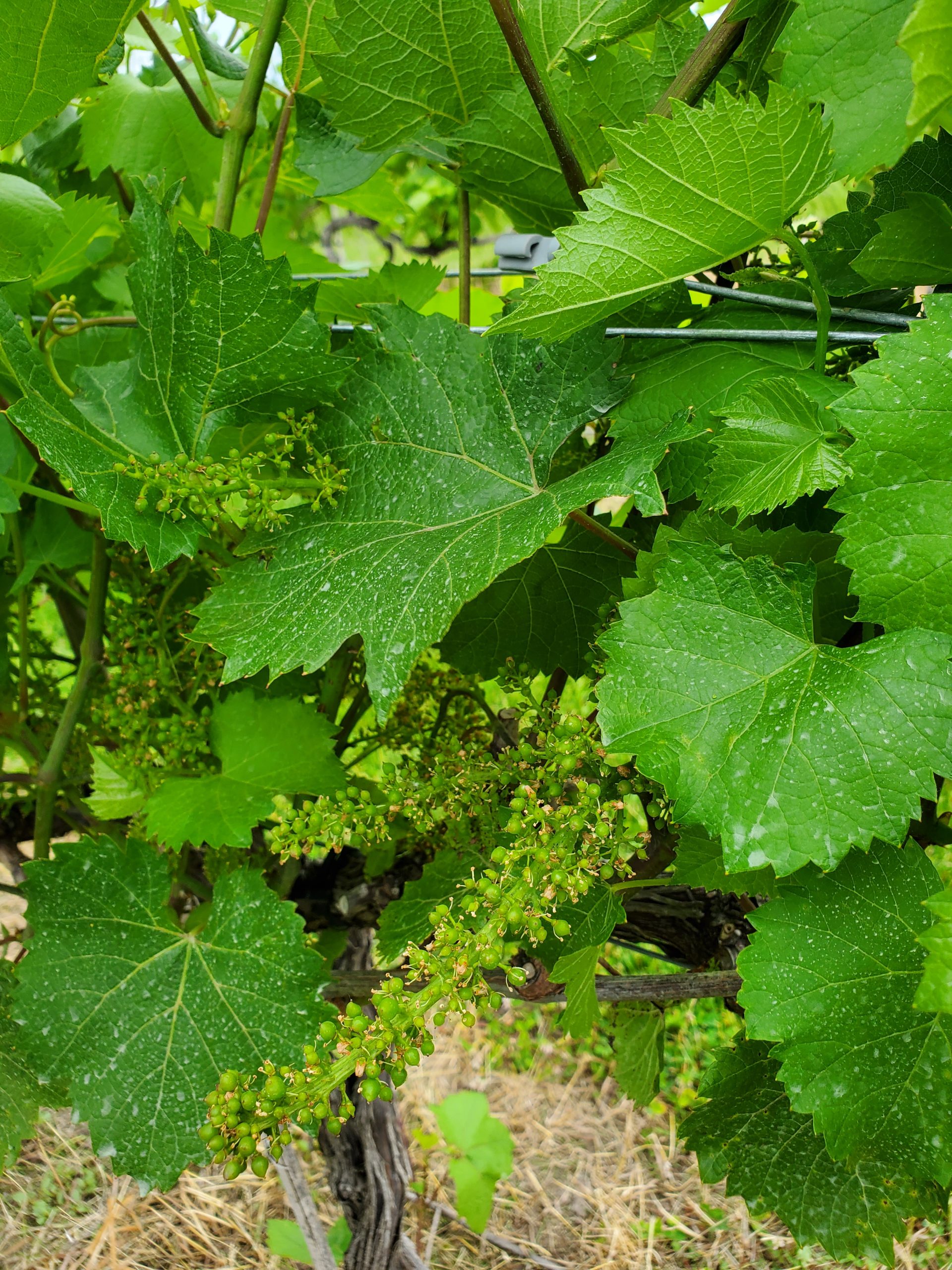 PARS Phenology Report June 29, 2022 – Wisconsin Fruit