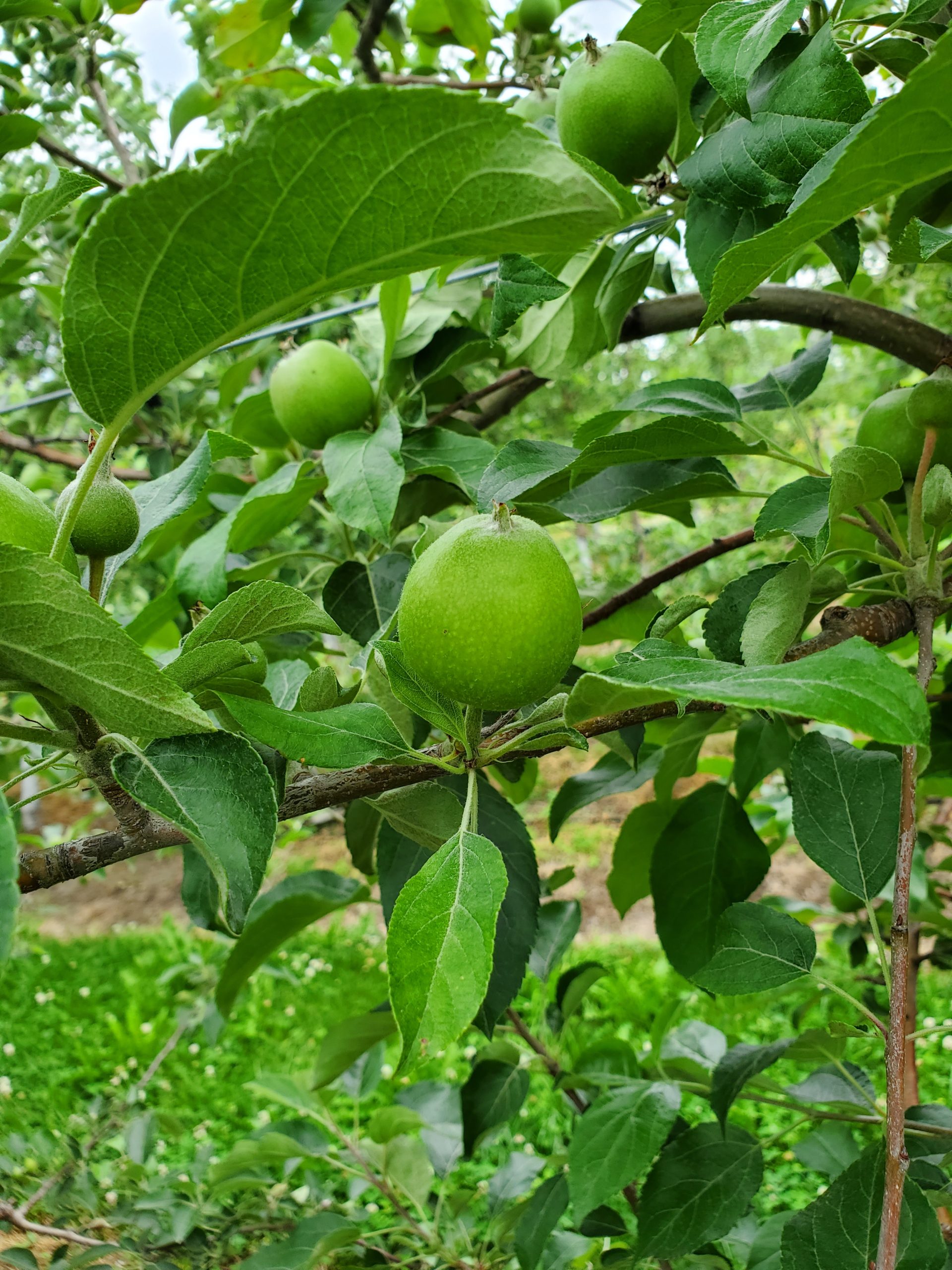 PARS Phenology Report June 29, 2022 – Wisconsin Fruit
