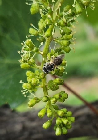 Grape Insects at Bloom Time – Wisconsin Fruit