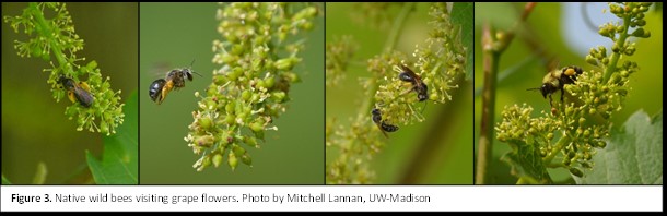 Grape Insects at Bloom Time – Wisconsin Fruit