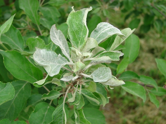 Managing Apple Powdery Mildew – Wisconsin Fruit