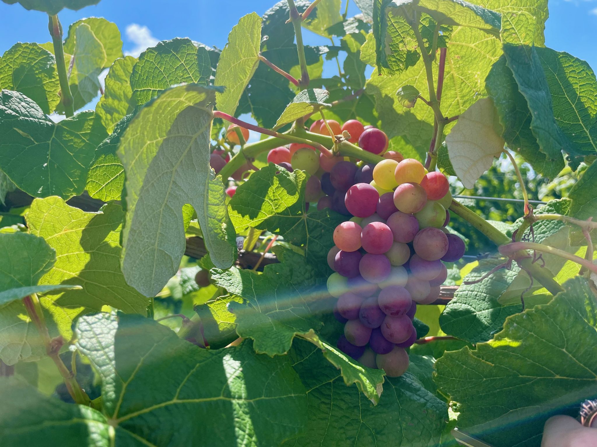 Seedless Table Grape Production in Wisconsin – Wisconsin Fruit