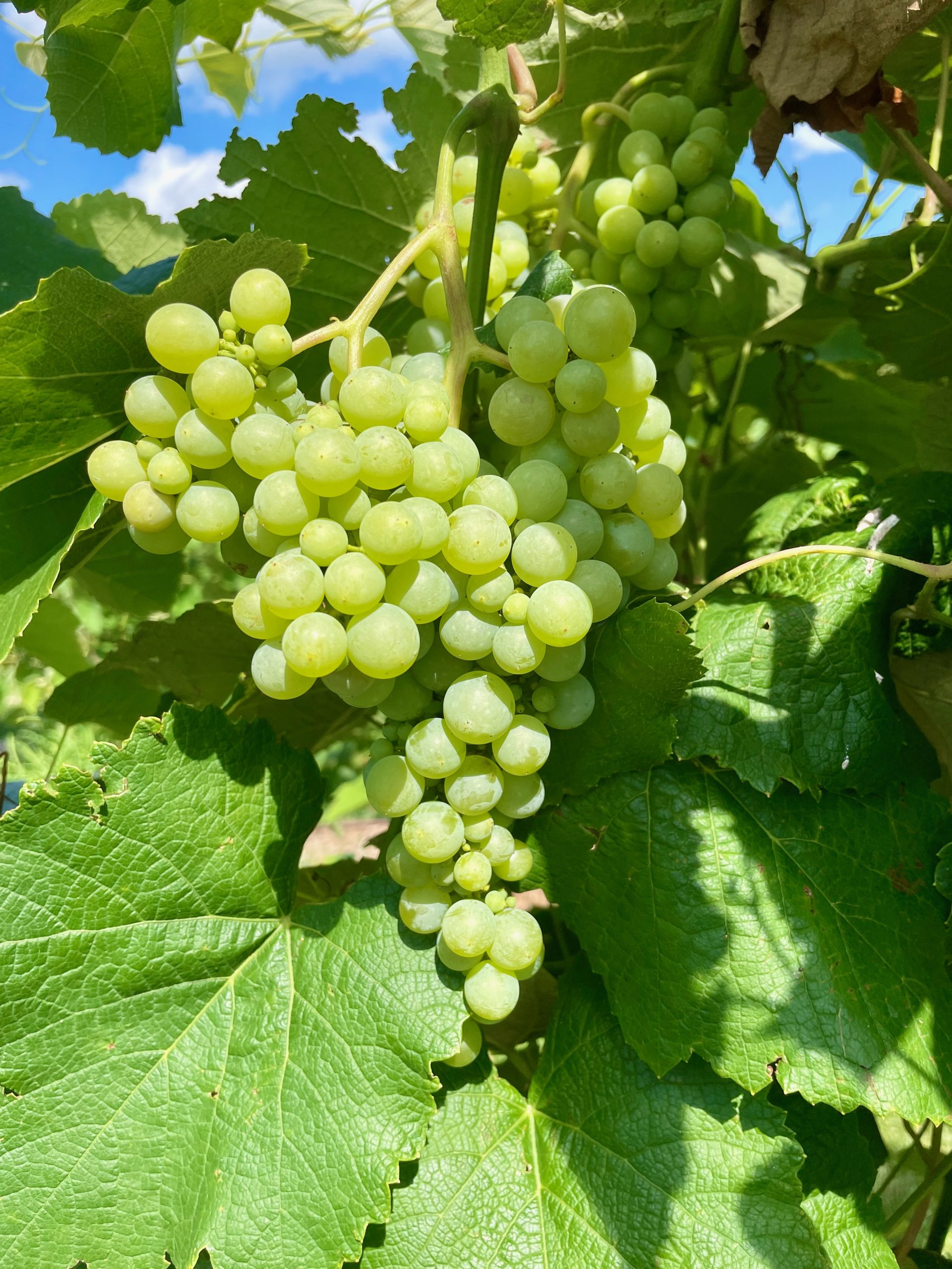 Seedless Table Grape Production in Wisconsin – Wisconsin Fruit
