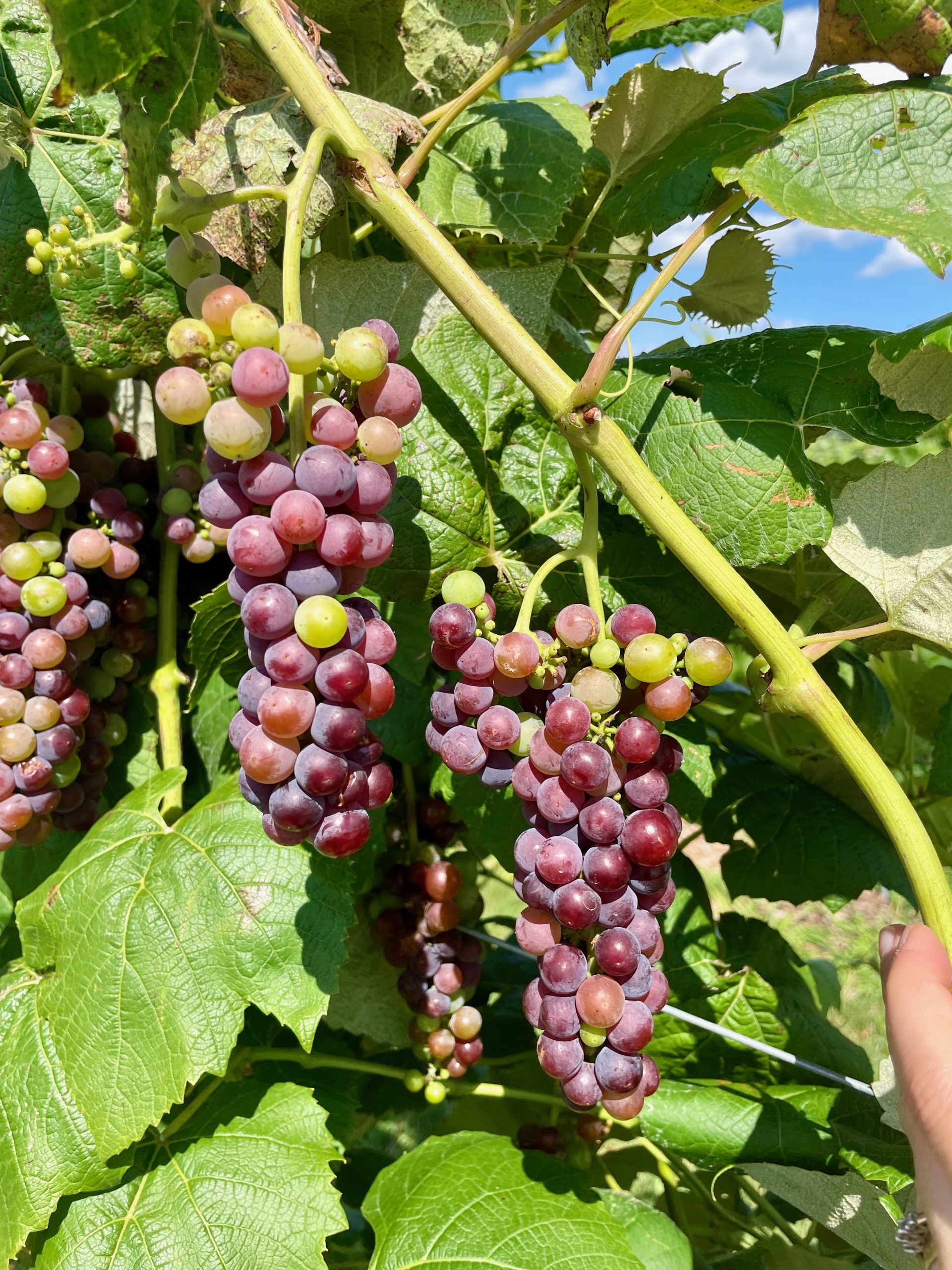 Seedless Table Grape Production in Wisconsin – Wisconsin Fruit