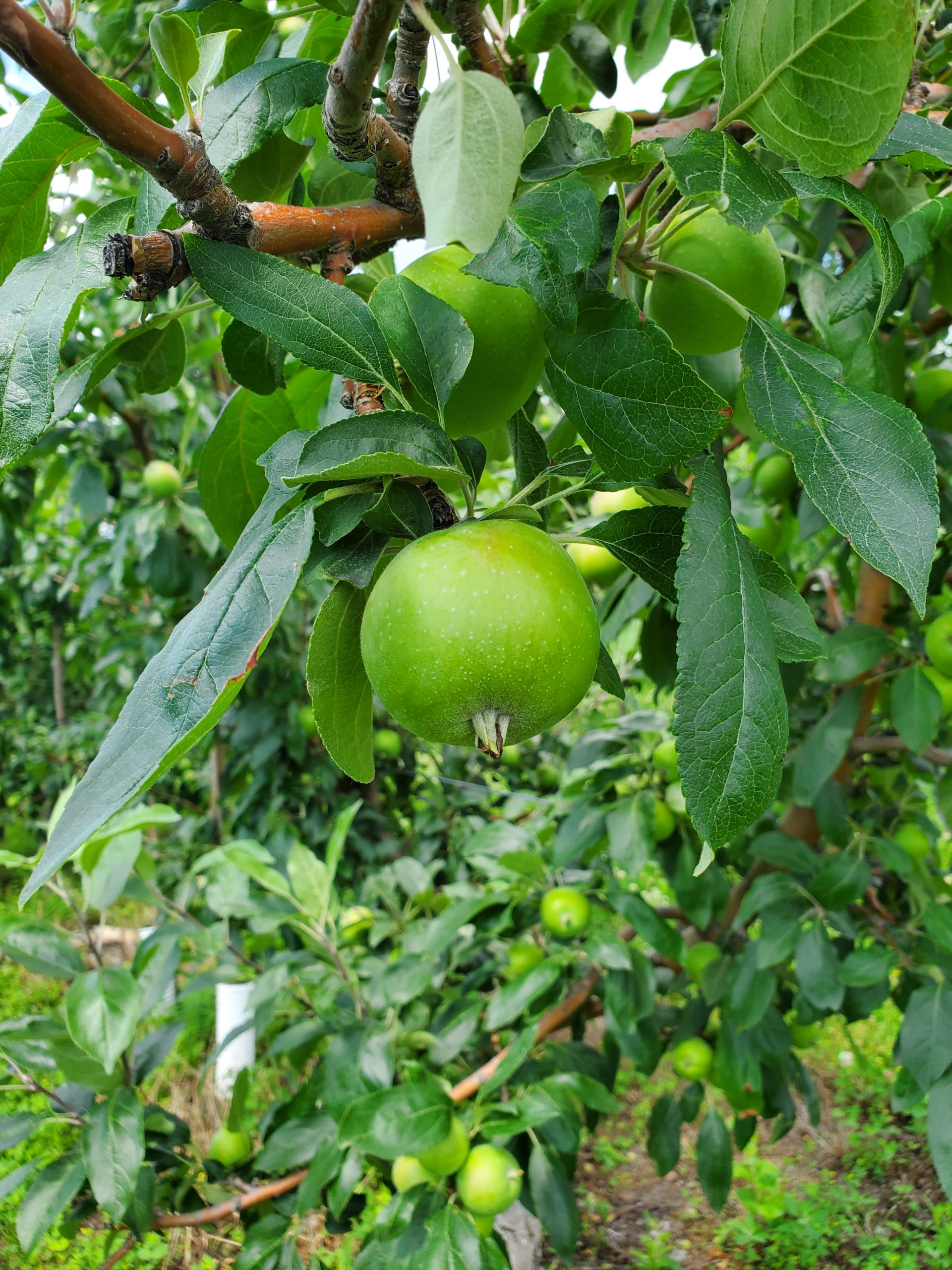 PARS Phenology Report July 13, 2022 – Wisconsin Fruit