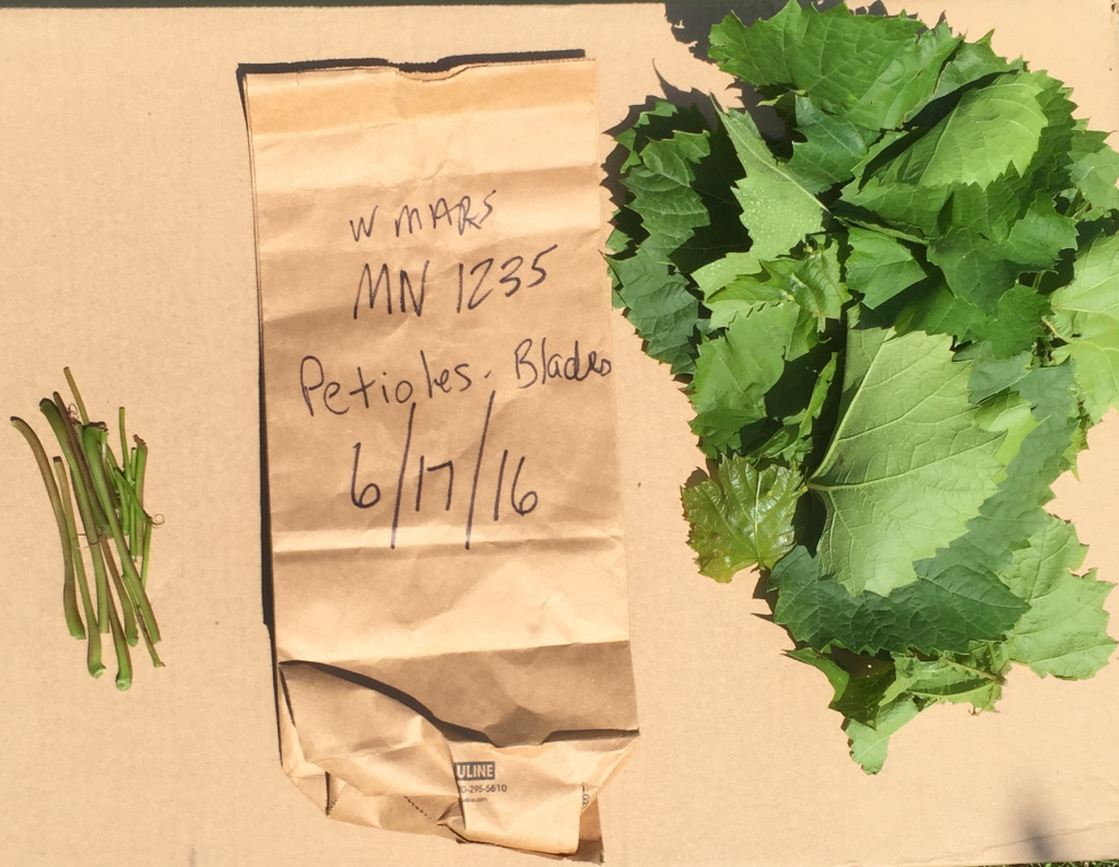 Veraison Is Here, Time To Collect Petiole Samples for Nutrient Analysis ...