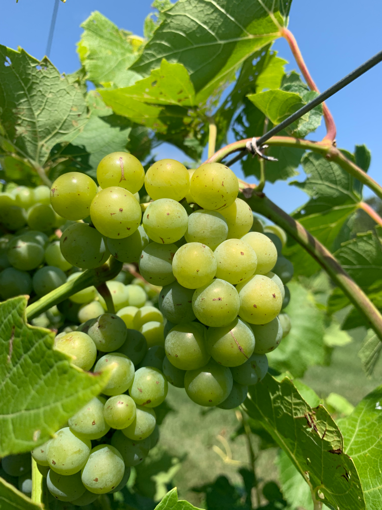 Cold Climate Grape Cultivar Fruit Quality Report August 11, 2022 ...