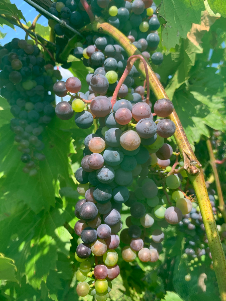 Cold Climate Grape Cultivar Fruit Quality Report August 11, 2022 ...